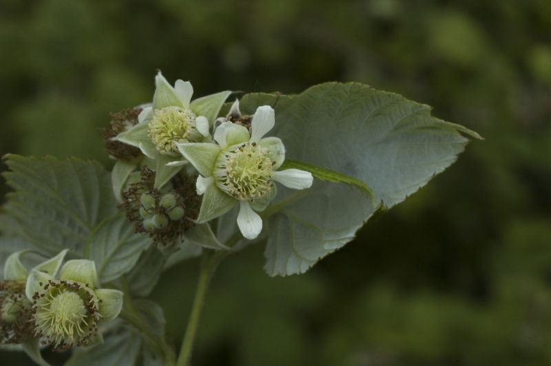 Rubus Idaeus Flower