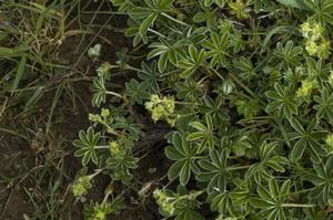 EUNIS -Factsheet for Alpine and subalpine calcareous grasslands