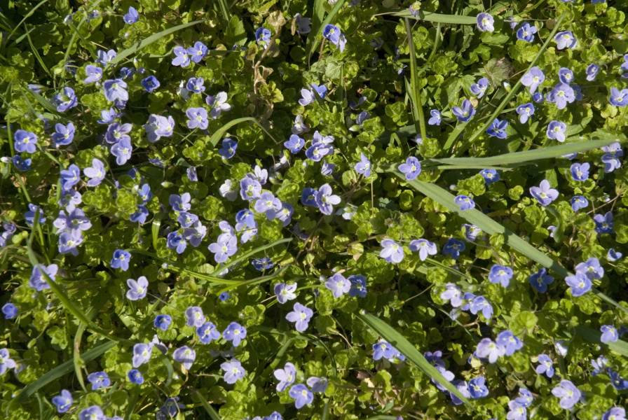 Veronica Filiformis