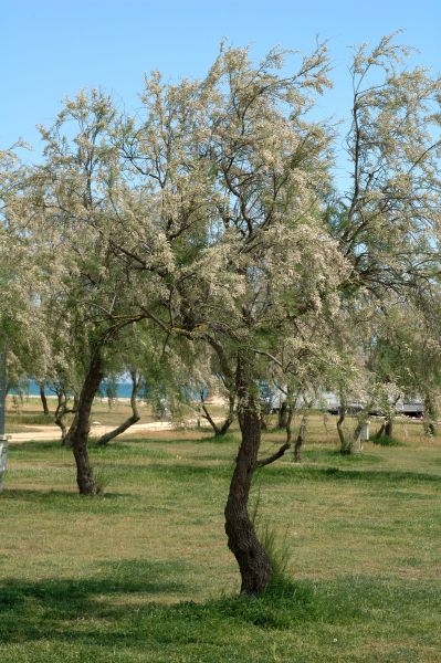 Tamarix africana - Poir.