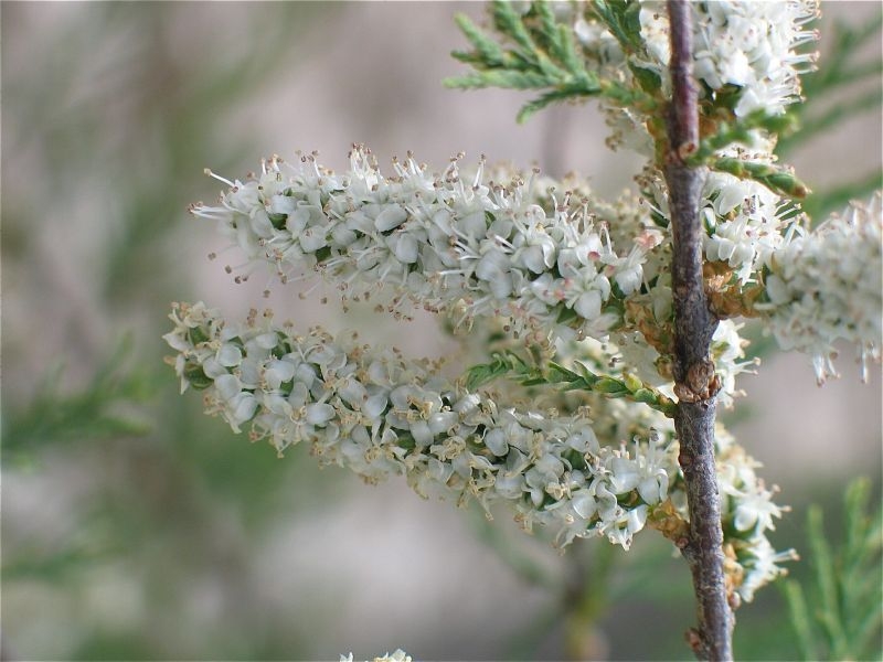 Tamarix africana - Poir.