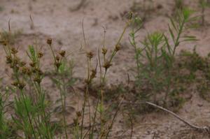 EUNIS -Factsheet for Trampled xeric grasslands with annuals