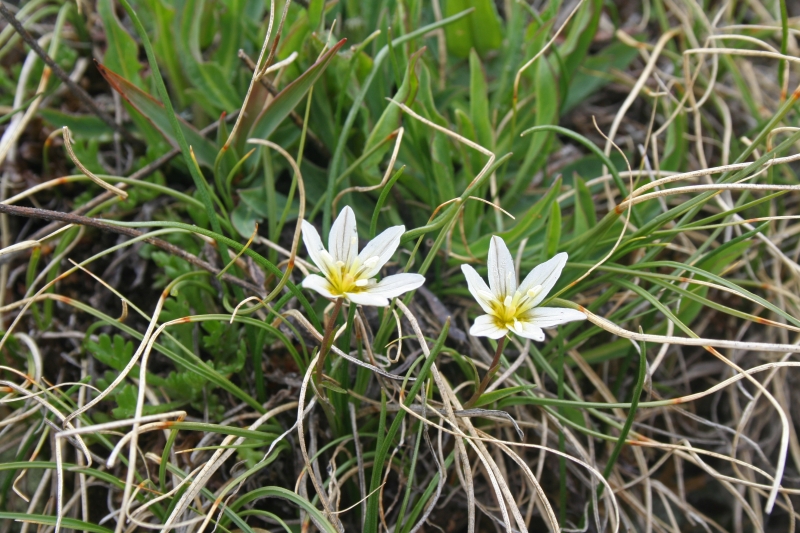 Lloydia serotina - (L.) Rchb.