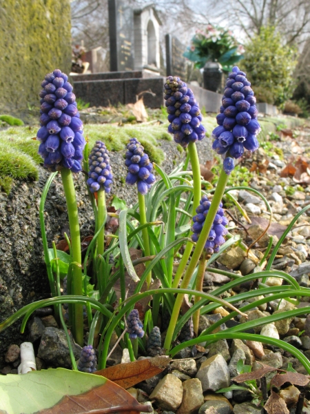Muscari neglectum - Guss. ex Ten.