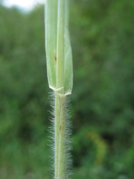 Elymus repens - (L.) Gould