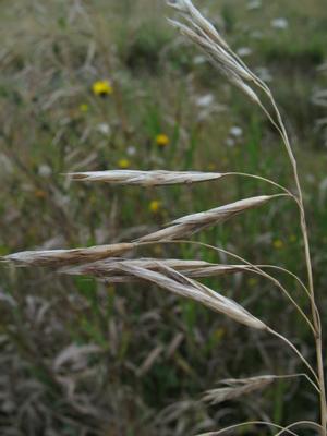 EUNIS -Factsheet for Pannonic loess steppes
