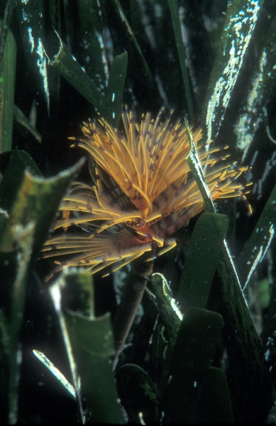 Posidonia oceanica - (L.) Delile