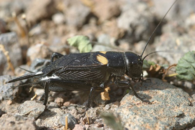 Gryllus bimaculatus - De Geer, 1773
