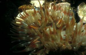 EUNIS -Factsheet for [Molgula manhattensis] with a hydroid and bryozoan ...