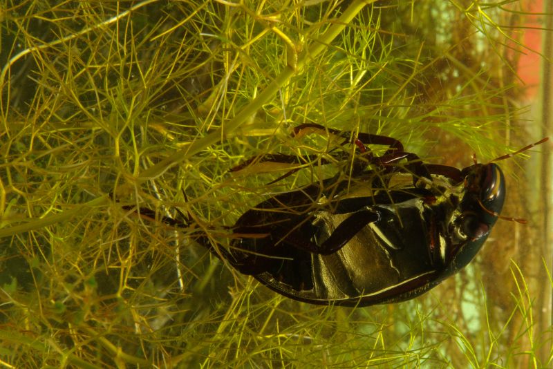 Hydrophilus piceus - (Linnaeus, 1758)