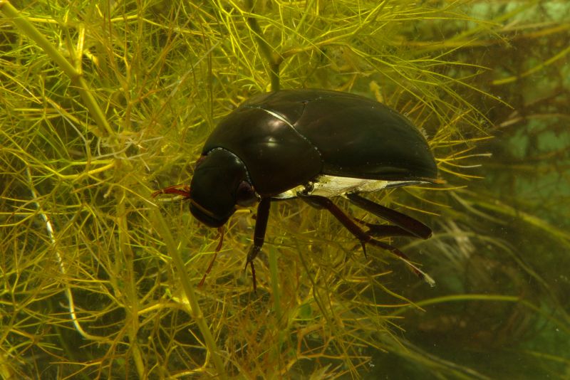Hydrophilus piceus - (Linnaeus, 1758)