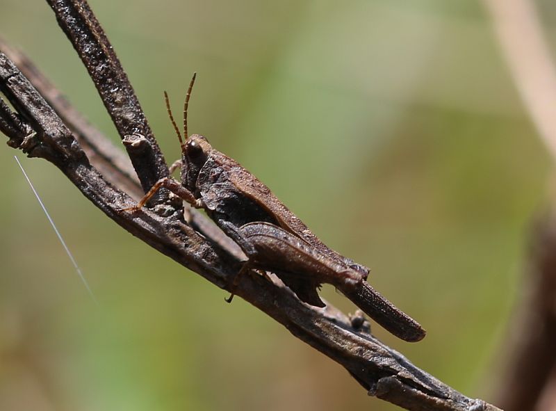 Tetrix subulata - (Linnaeus, 1758)