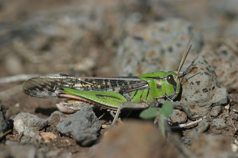 Locusta migratoria - (Linnaeus, 1758)