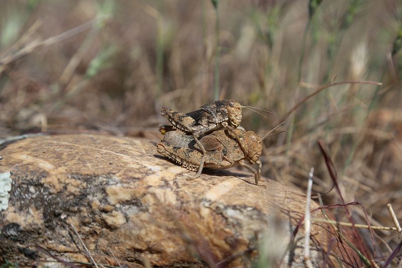 Prionotropis rhodanica - Uvarov, 1923