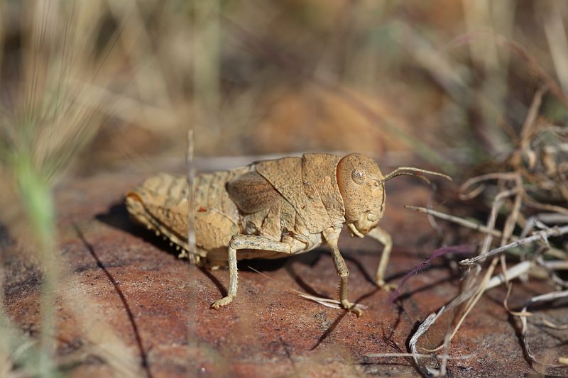 Prionotropis rhodanica - Uvarov, 1923