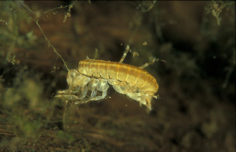 Gammarus pulex - (Linnaeus, 1758)