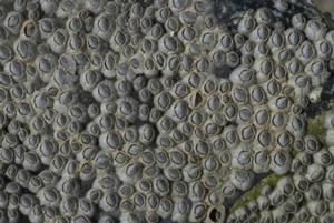 EUNIS -Factsheet for [Ascophyllum nodosum] and [Fucus vesiculosus] on ...