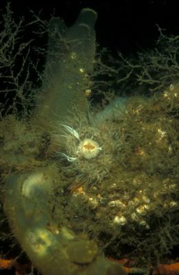 EUNIS -Factsheet for [Ascophyllum nodosum] and [Fucus vesiculosus] on ...