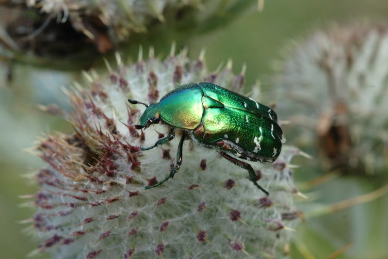 Cetonia aurata - (Linnaeus, 1761)