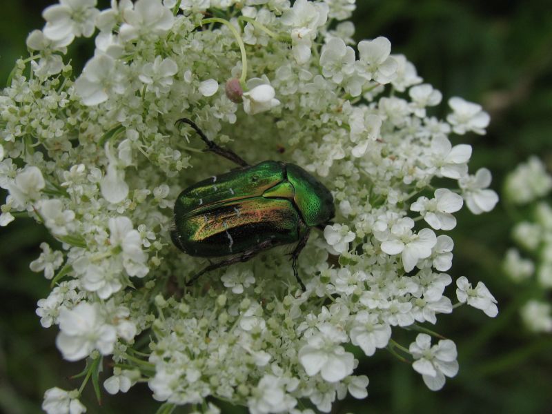 Cetonia aurata - (Linnaeus, 1761)