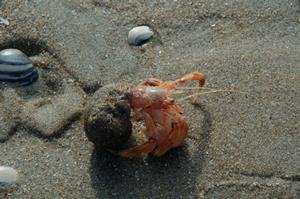 EUNIS -Factsheet for [Molgula manhattensis] with a hydroid and bryozoan ...