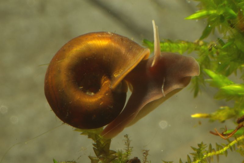 Planorbarius corneus - (Linnaeus, 1758)