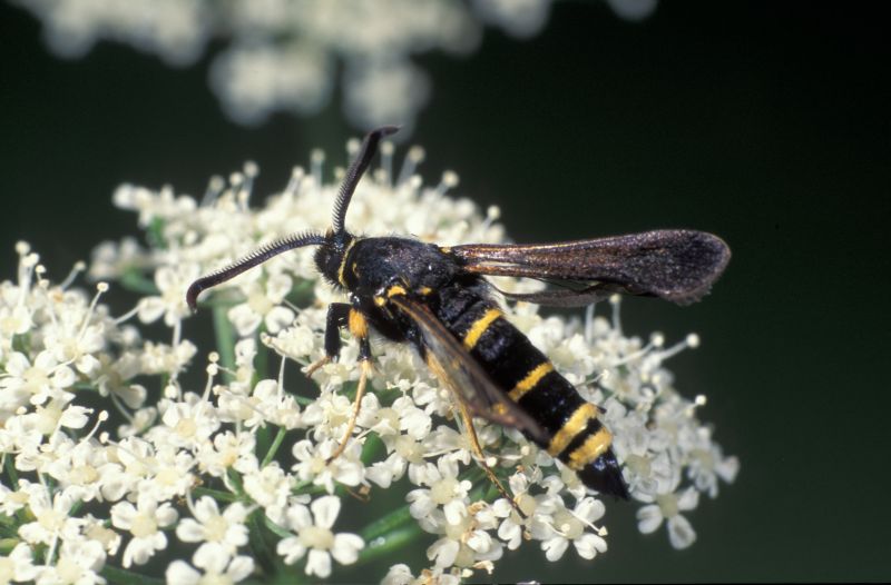 Paranthrene tabaniformis - (Rottemburg, 1775)