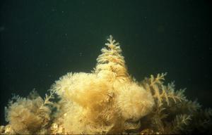 EUNIS -Factsheet for Mixed faunal turf communities on circalittoral rock