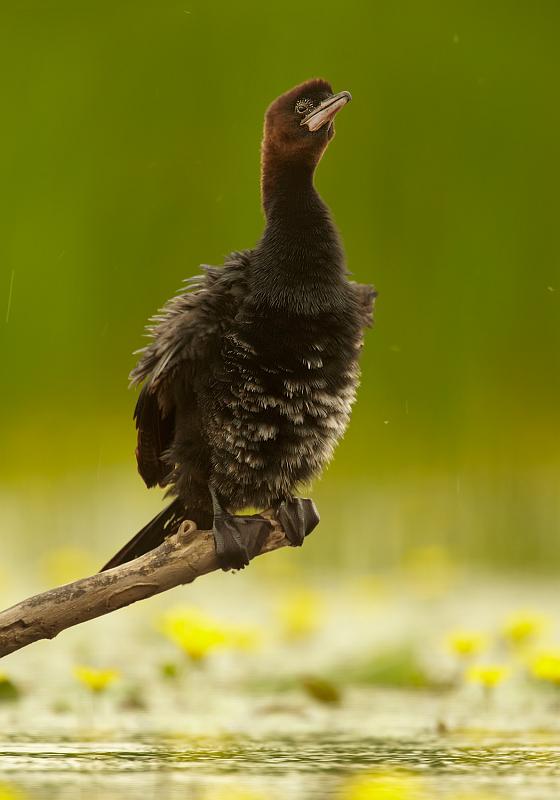 Pygmy Cormorant - Phalacrocorax pygmeus - (Pallas, 1733)