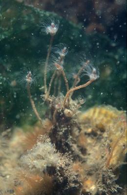 EUNIS -Factsheet for [Molgula manhattensis] with a hydroid and bryozoan ...