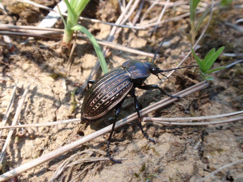 Carabus ullrichi - Germar, 1824