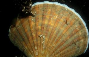 EUNIS -Factsheet for [Neopentadactyla mixta] in circalittoral shell ...