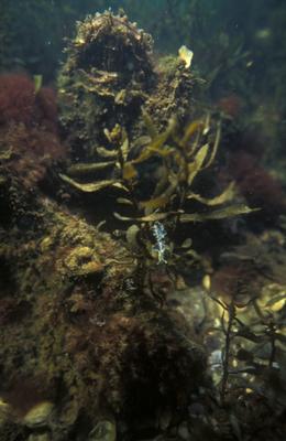 EUNIS -Factsheet for Fucoids on sheltered marine shores