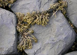 EUNIS -Factsheet for Fucoids on sheltered marine shores