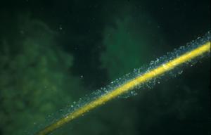 EUNIS -Factsheet for [Lithothamnion corallioides] maerl beds on ...