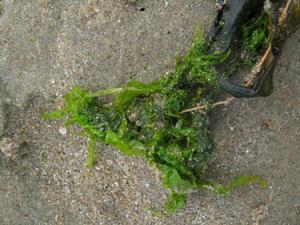 EUNIS -Factsheet for [Ulothrix flacca] and [Urospora] spp. on ...