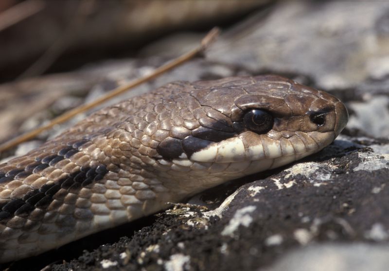 Four lined snake - Elaphe quatuorlineata - (Lacepède, 1789)