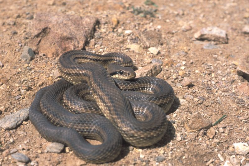 Four lined snake - Elaphe quatuorlineata - (Lacepède, 1789)