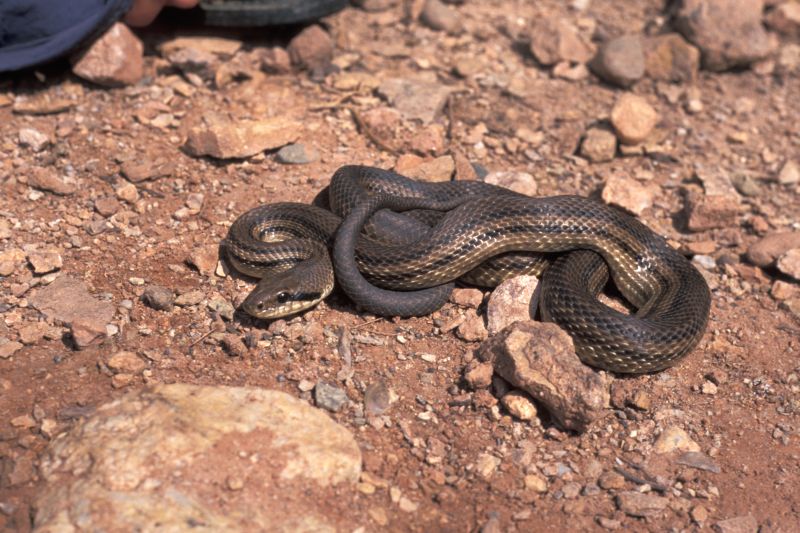 Four lined snake - Elaphe quatuorlineata - (Lacepède, 1789)