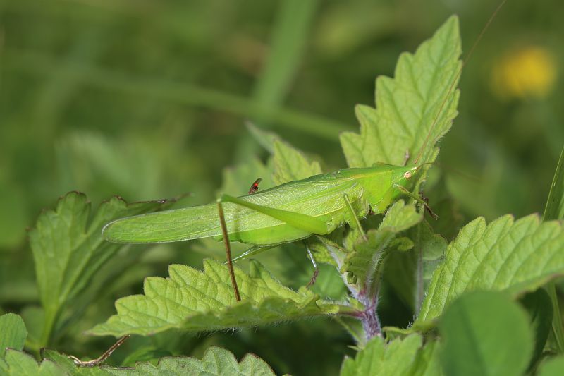 Ruspolia nitidula - (Scopoli, 1786)