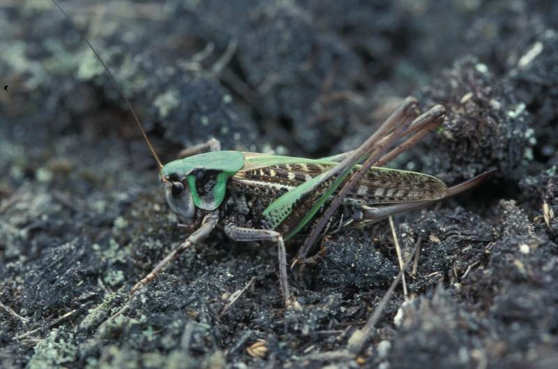 Decticus verrucivorus - (Linnaeus, 1758)