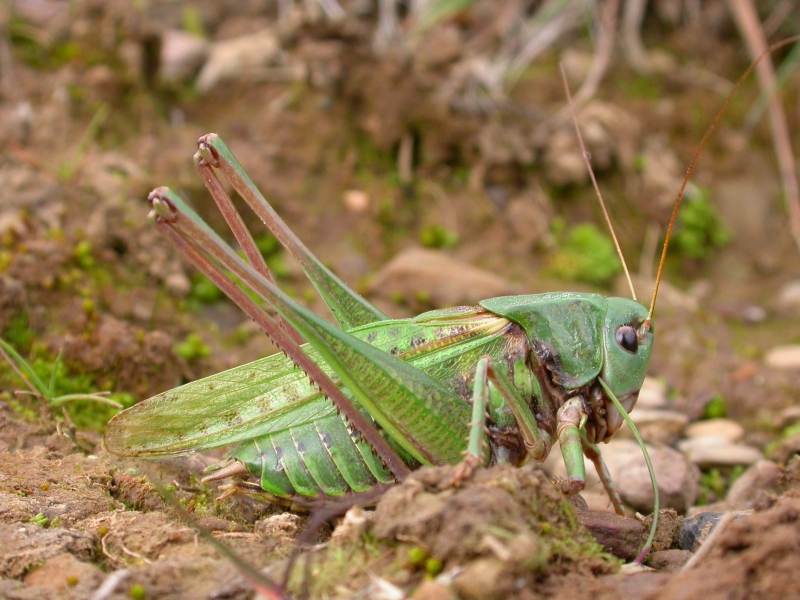 Decticus verrucivorus - (Linnaeus, 1758)