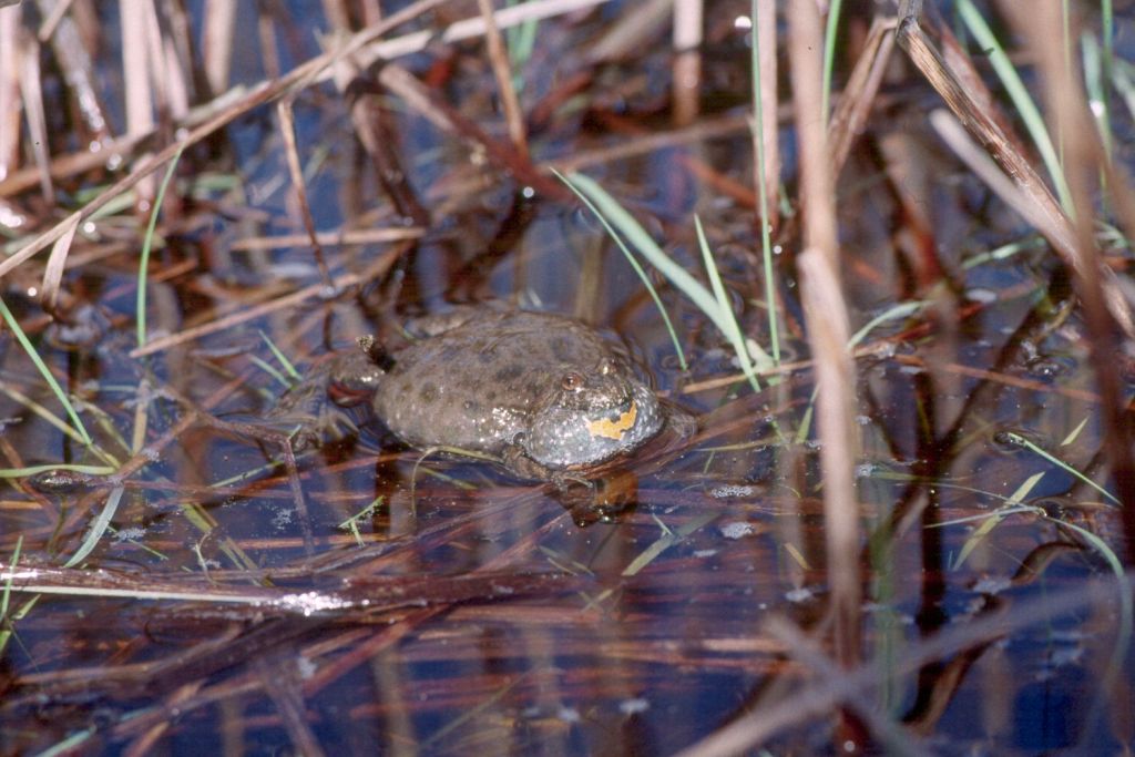 Fire-bellied toad - Bombina bombina - (Linnaeus, 1761)
