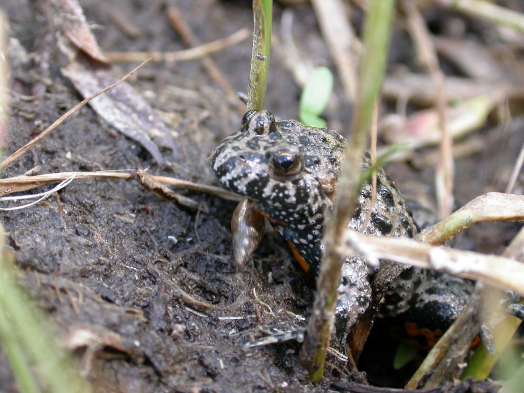 Fire-bellied toad - Bombina bombina - (Linnaeus, 1761)