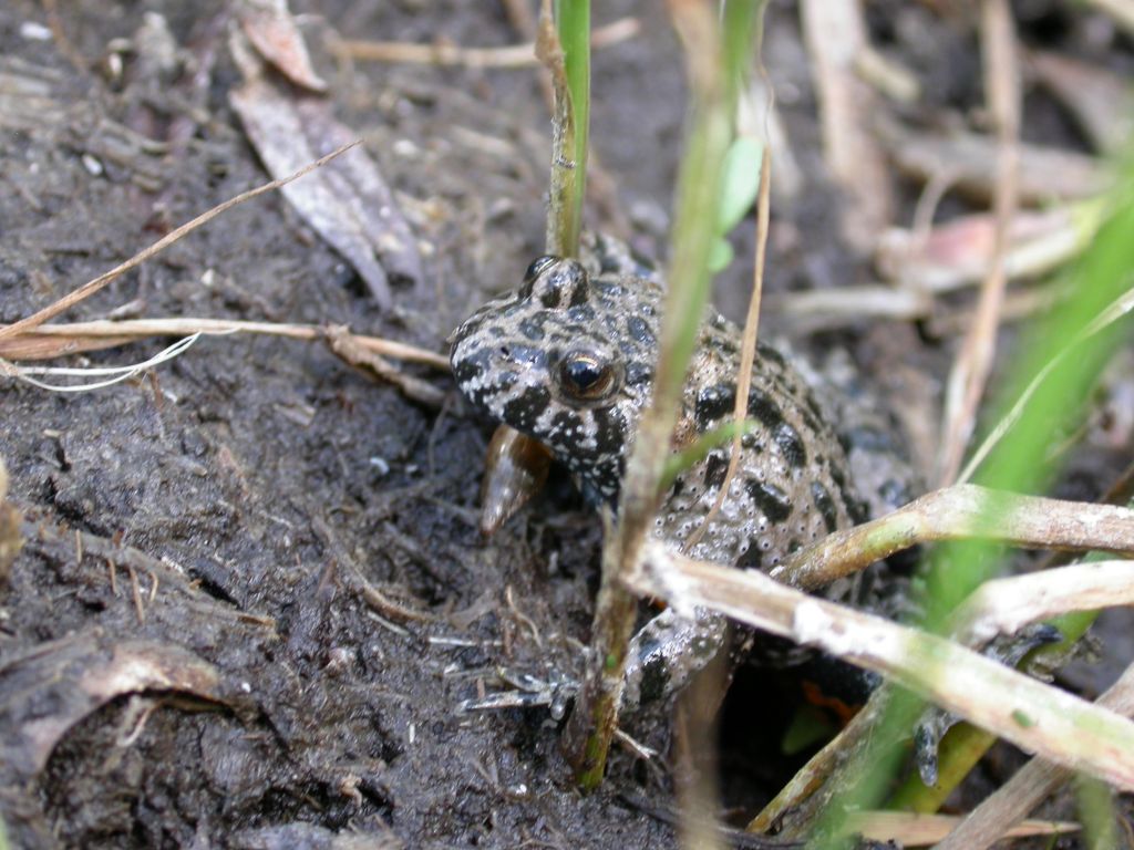 Fire-bellied toad - Bombina bombina - (Linnaeus, 1761)