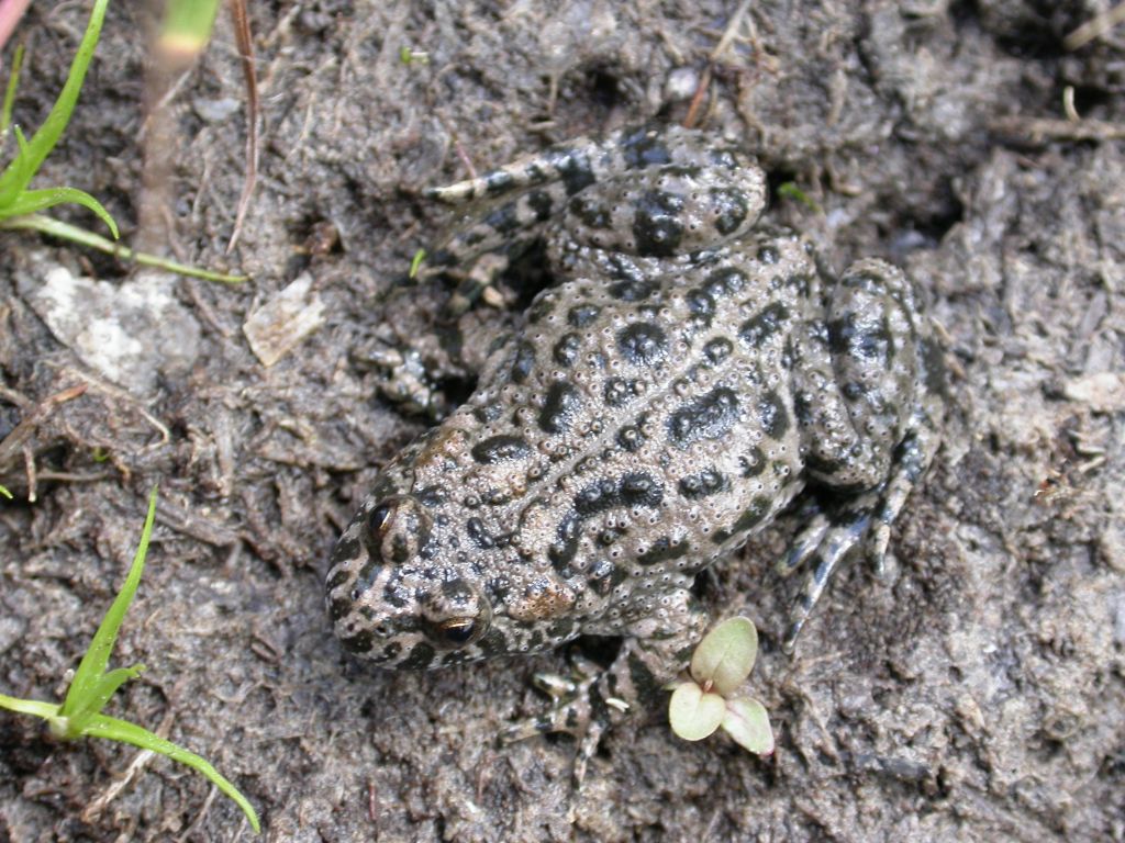 Fire-bellied toad - Bombina bombina - (Linnaeus, 1761)