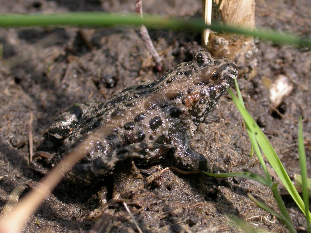 Fire-bellied toad - Bombina bombina - (Linnaeus, 1761)