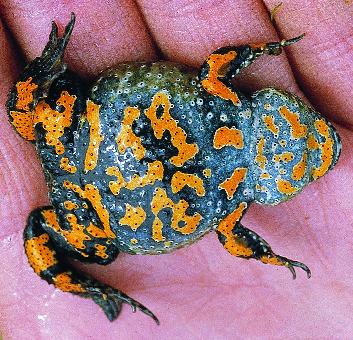 Fire-bellied toad - Bombina bombina - (Linnaeus, 1761)
