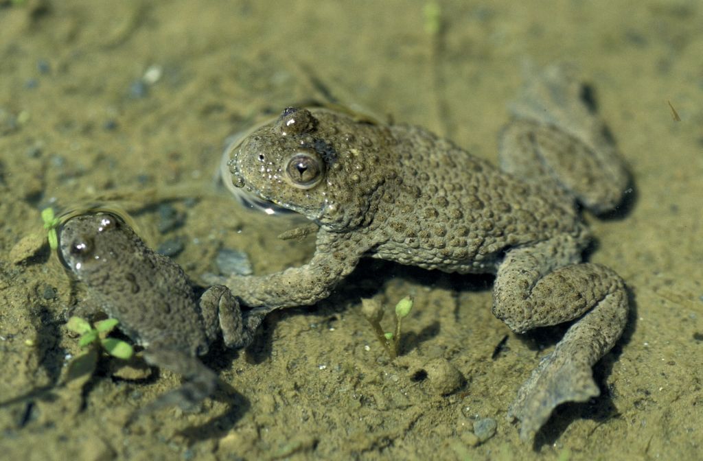 Yellow-bellied toad - Bombina variegata - (Linnaeus, 1758)