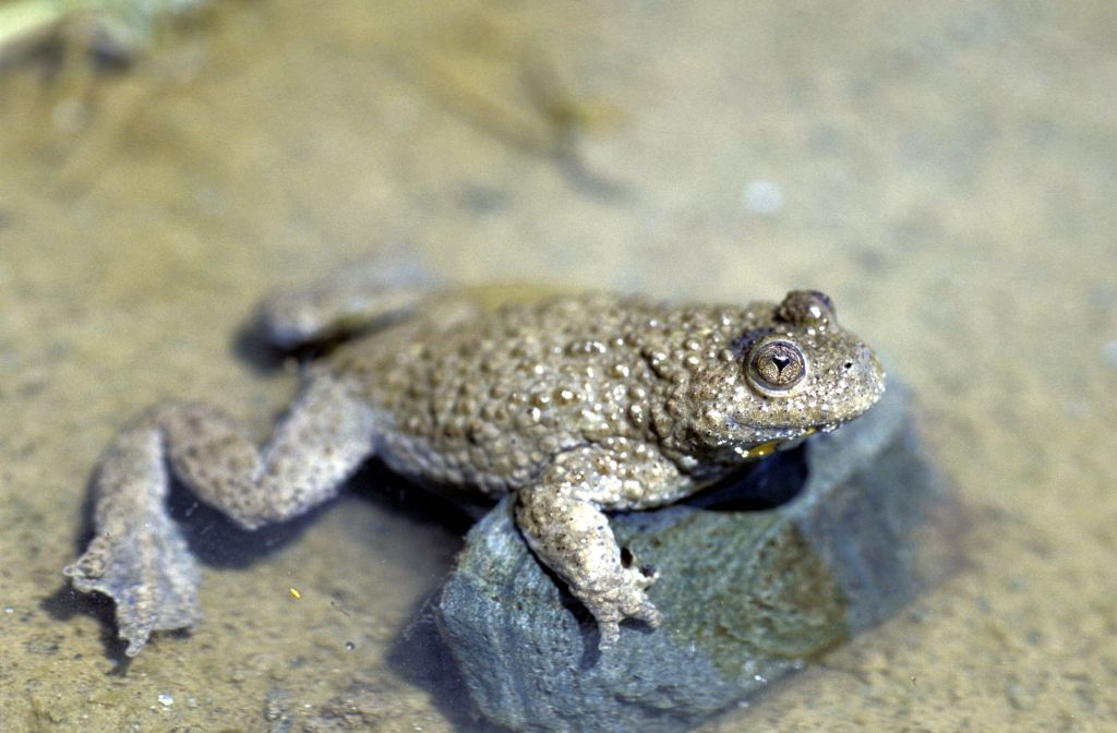 Yellow-bellied toad - Bombina variegata - (Linnaeus, 1758)